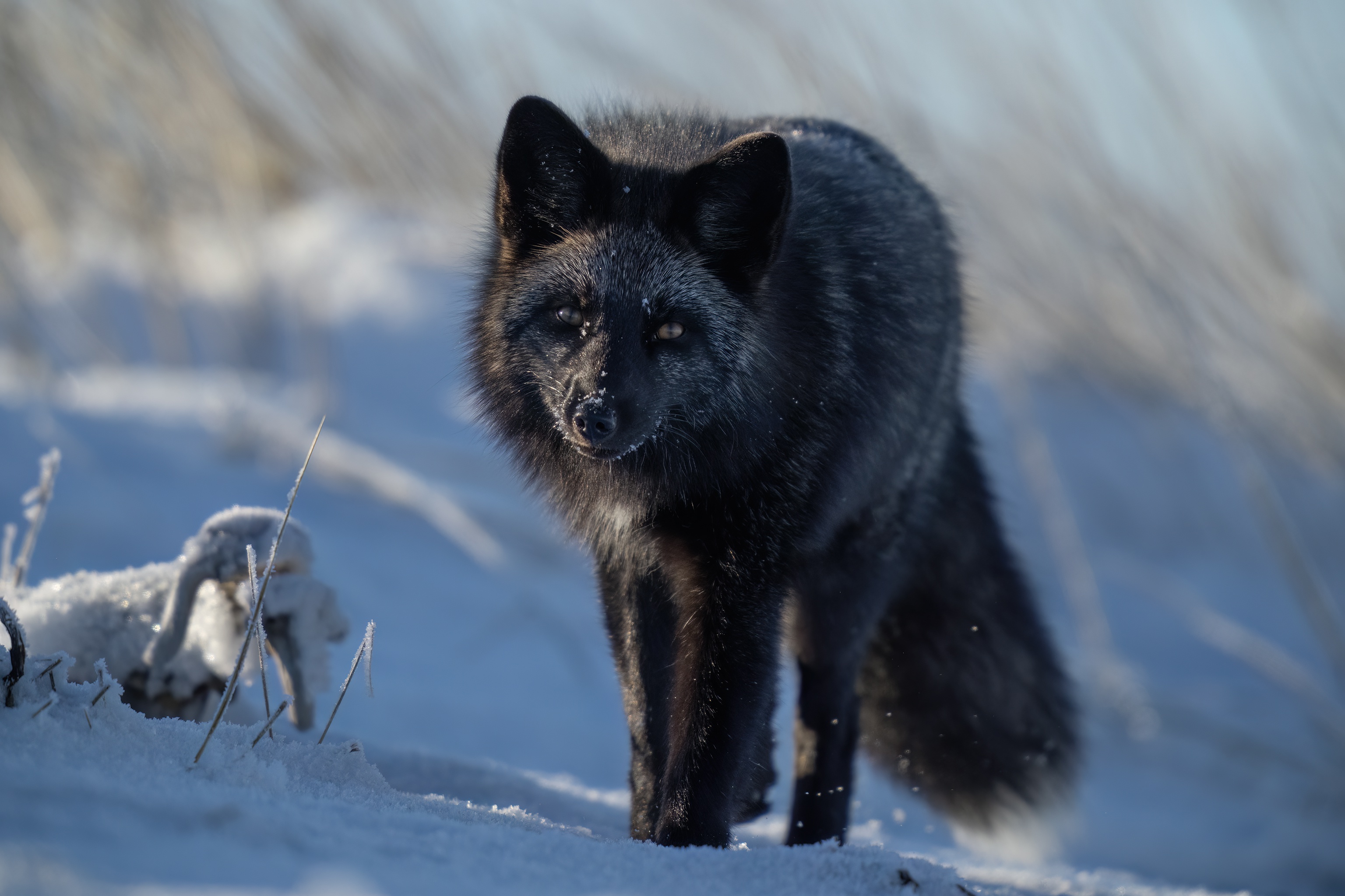 Download Animal Fox HD Wallpaper