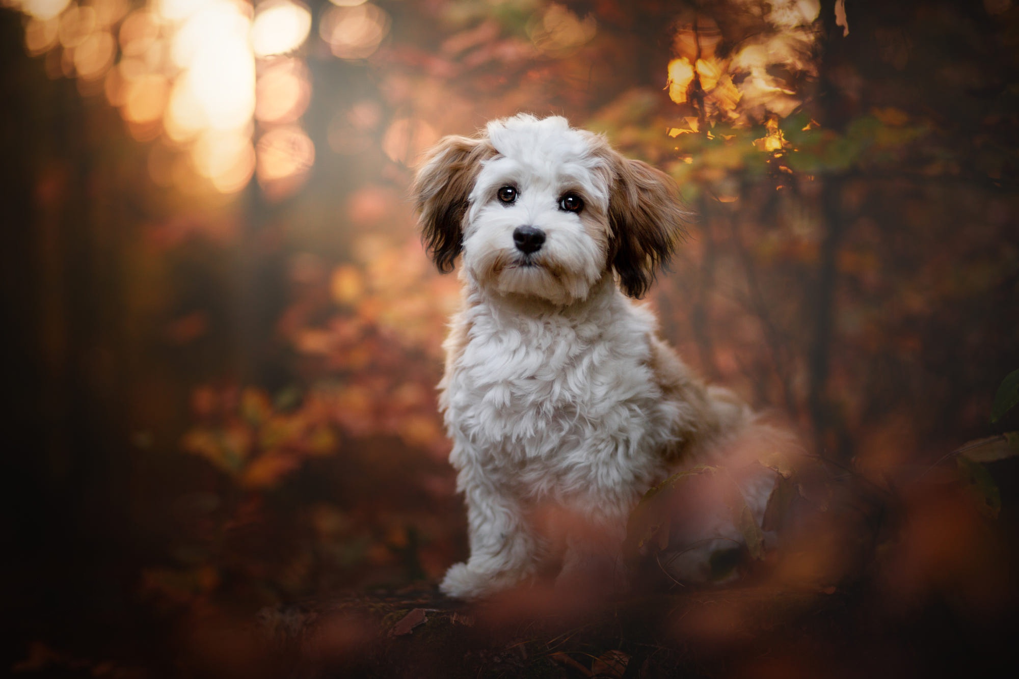 Download Animal Dog HD Wallpaper