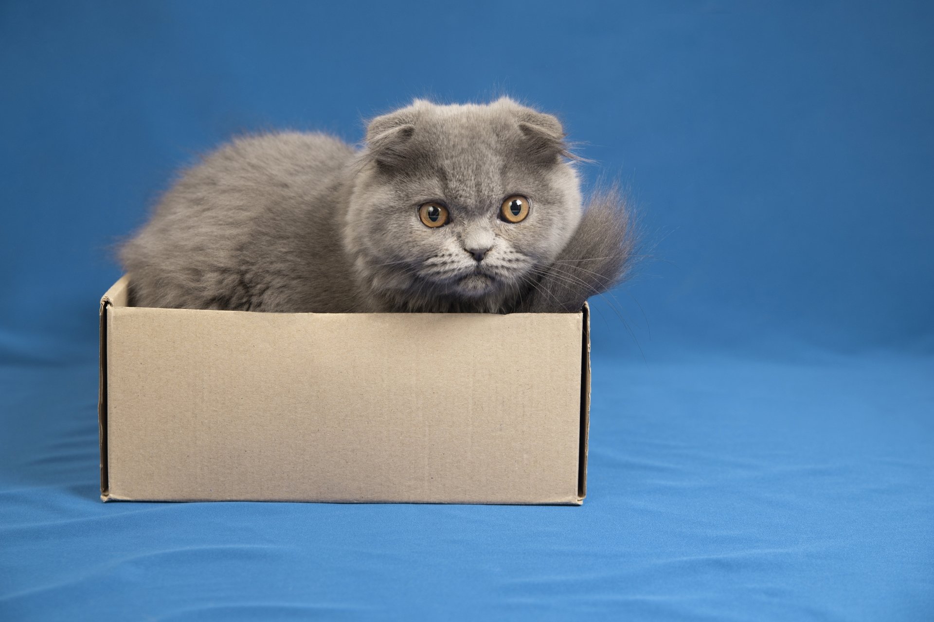 Download Animal Cat 4k Ultra HD Wallpaper | 6240x4160 | Wallpaper Abyss