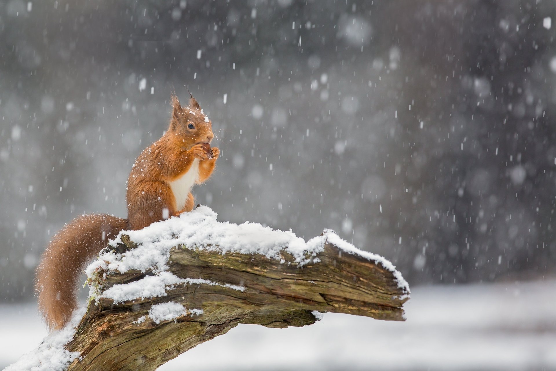 Winter Wonder: Snowy Squirrel HD Wallpaper Delight