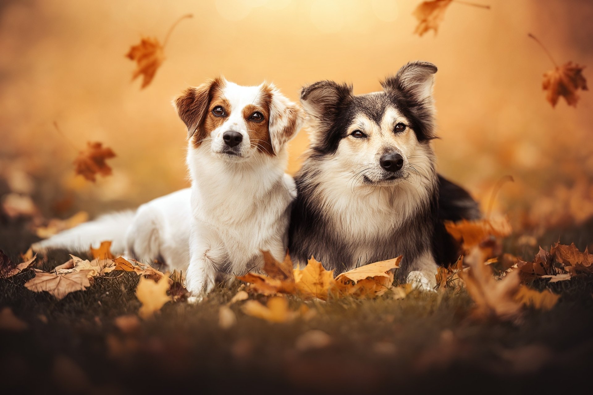 Download Animal Dog HD Wallpaper | 2048x1365 | Wallpaper Abyss