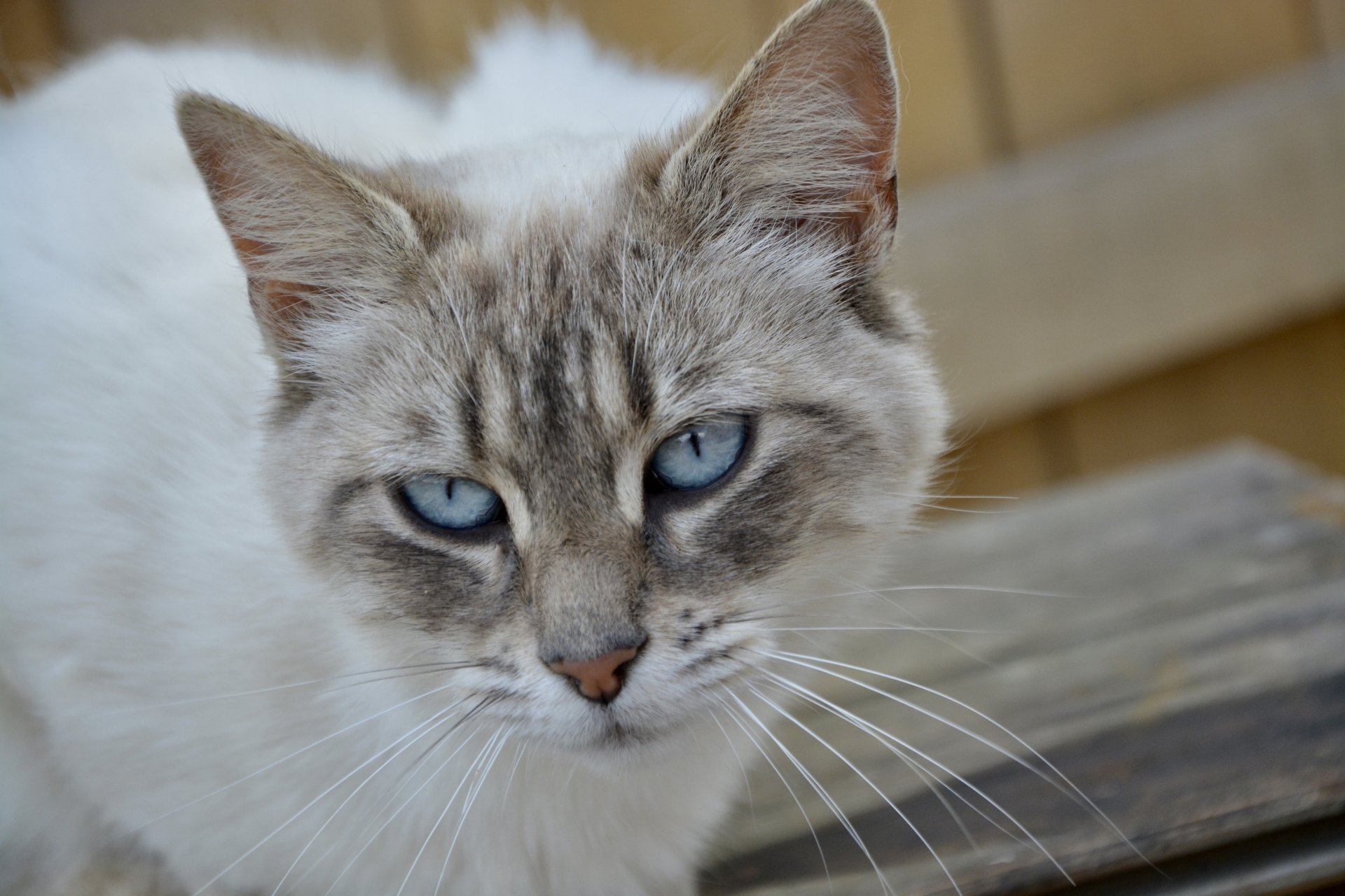 Download Animal Cat 4k Ultra HD Wallpaper by JACLOU-DL | 6000x4000 ...