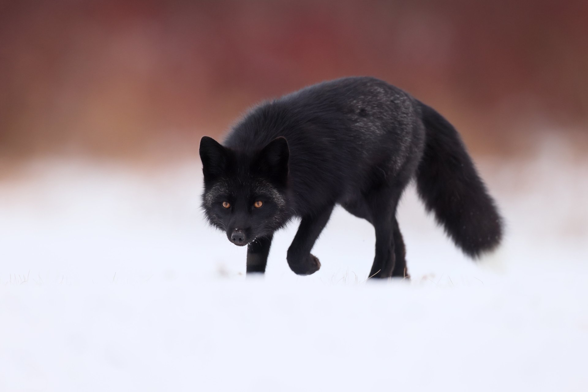 Majestic Black Fox in HD – Stunning Wildlife Wallpaper