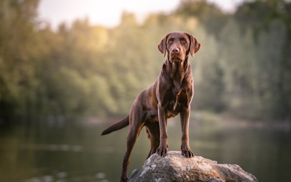 Weimaraner 4k Wallpapers