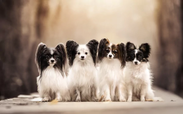 Adorable Papillon Puppy HD Wallpaper