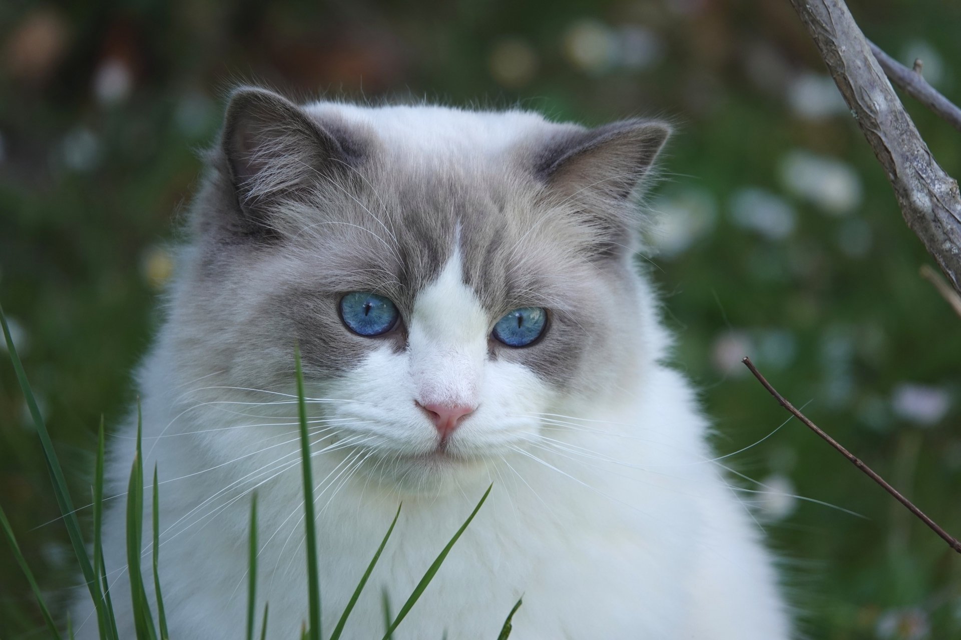 Download Ragdoll Animal Cat 4k Ultra HD Wallpaper