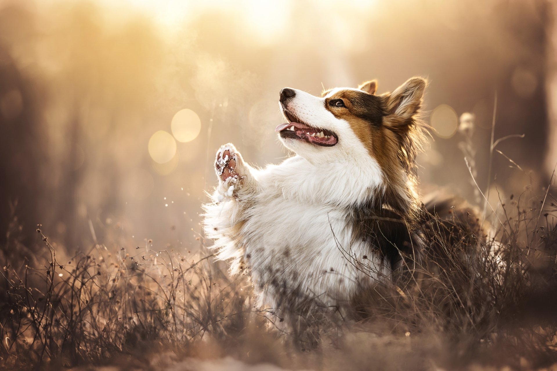 Download Animal Corgi 4k Ultra HD Wallpaper