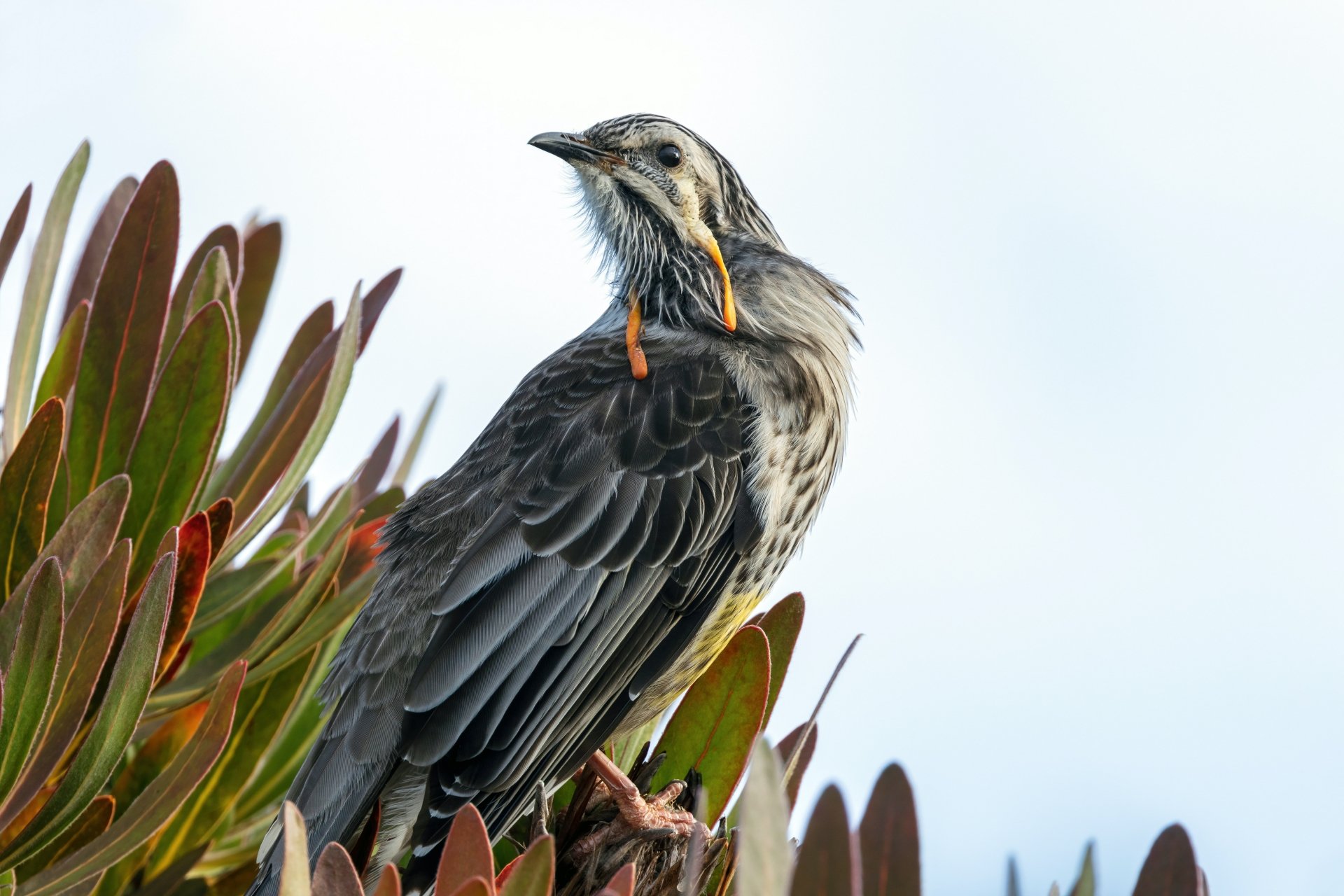 Download Yellow Wattlebird Animal Wattlebird 4k Ultra HD Wallpaper by ...