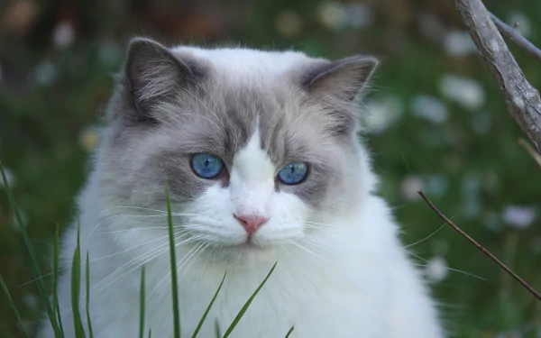 [120+] Ragdoll Wallpapers