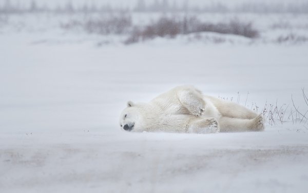 Polar Bear - Desktop Wallpapers, Phone Wallpaper, PFP, Gifs, and More!