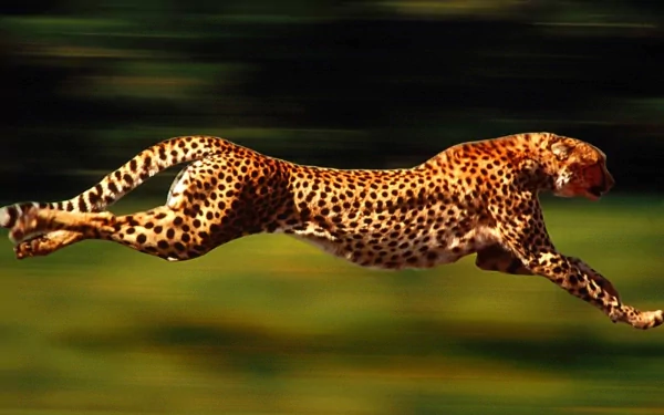 cheetah aesthetic Desktop Wallpapers, Phone Wallpaper, PFP, Gifs, and ...