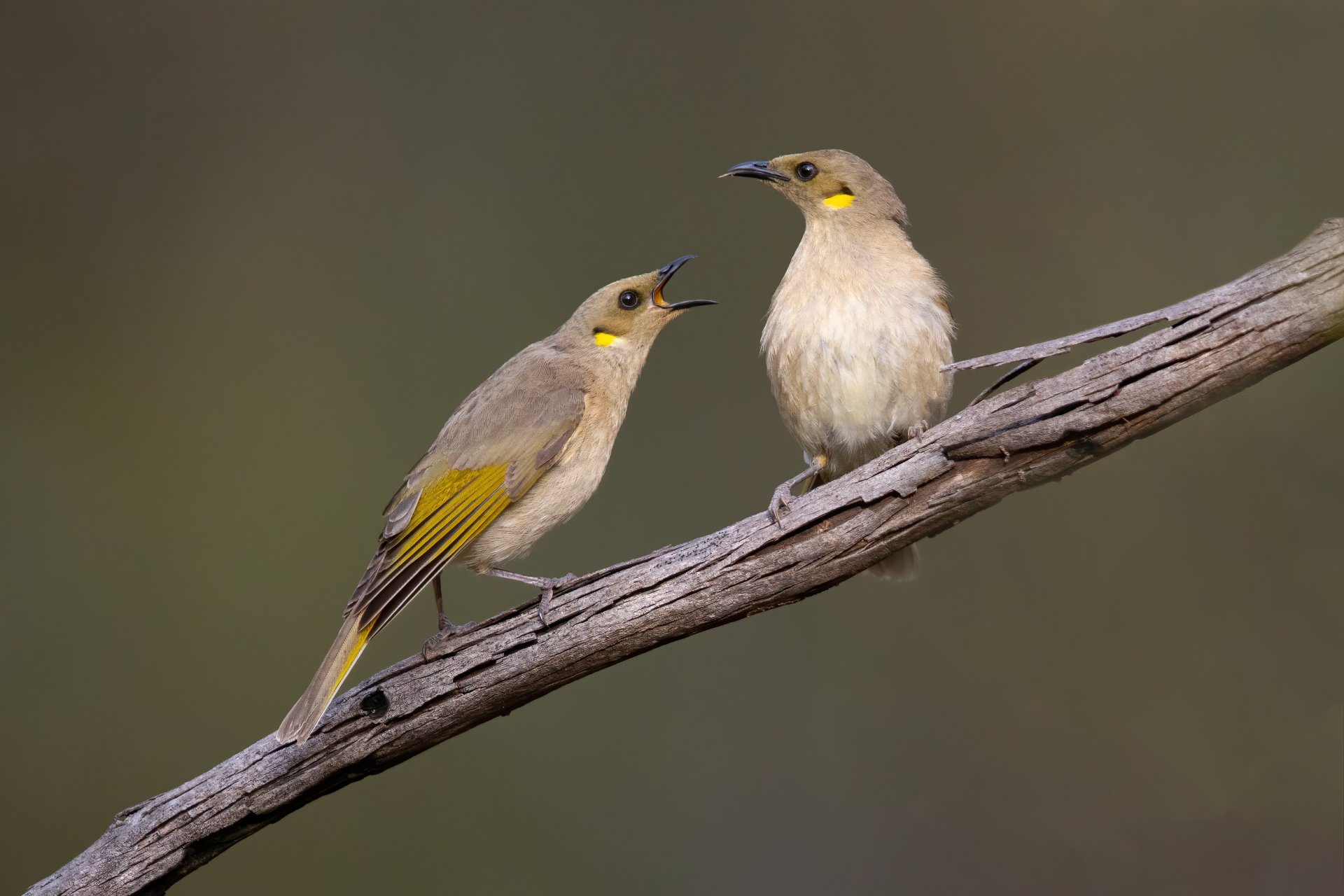 Download Fuscous Honeyeater Animal Honeyeater 4k Ultra HD Wallpaper by ...