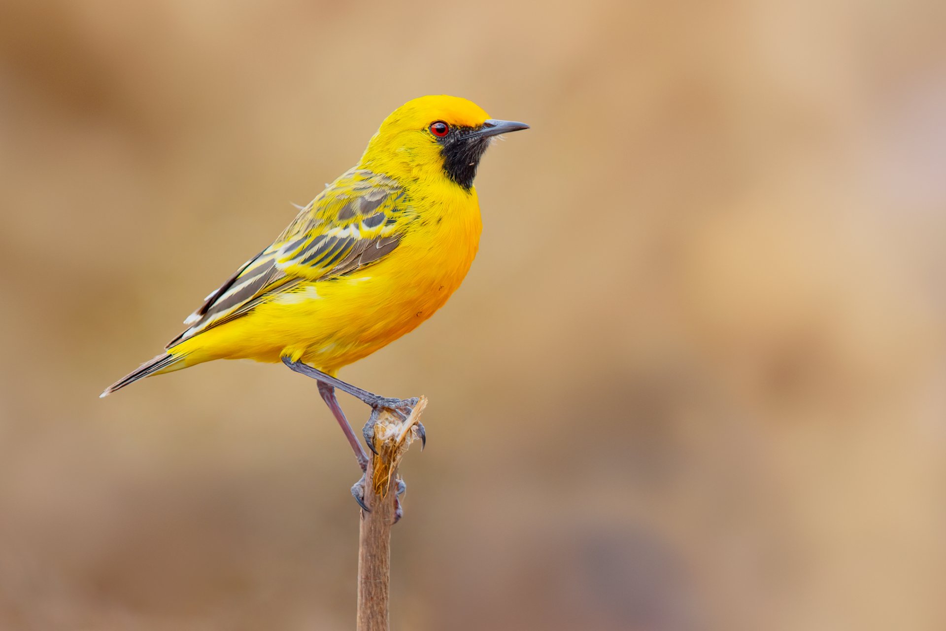 Orange Chat Bird HD Wallpaper: Vibrant Wildlife in Focus by JJ Harrison