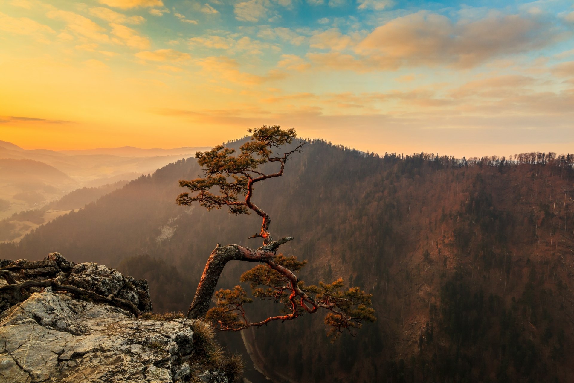 4K Ultra HD Wallpaper — Lone Pine Over a Misty Valley by Maciek ...