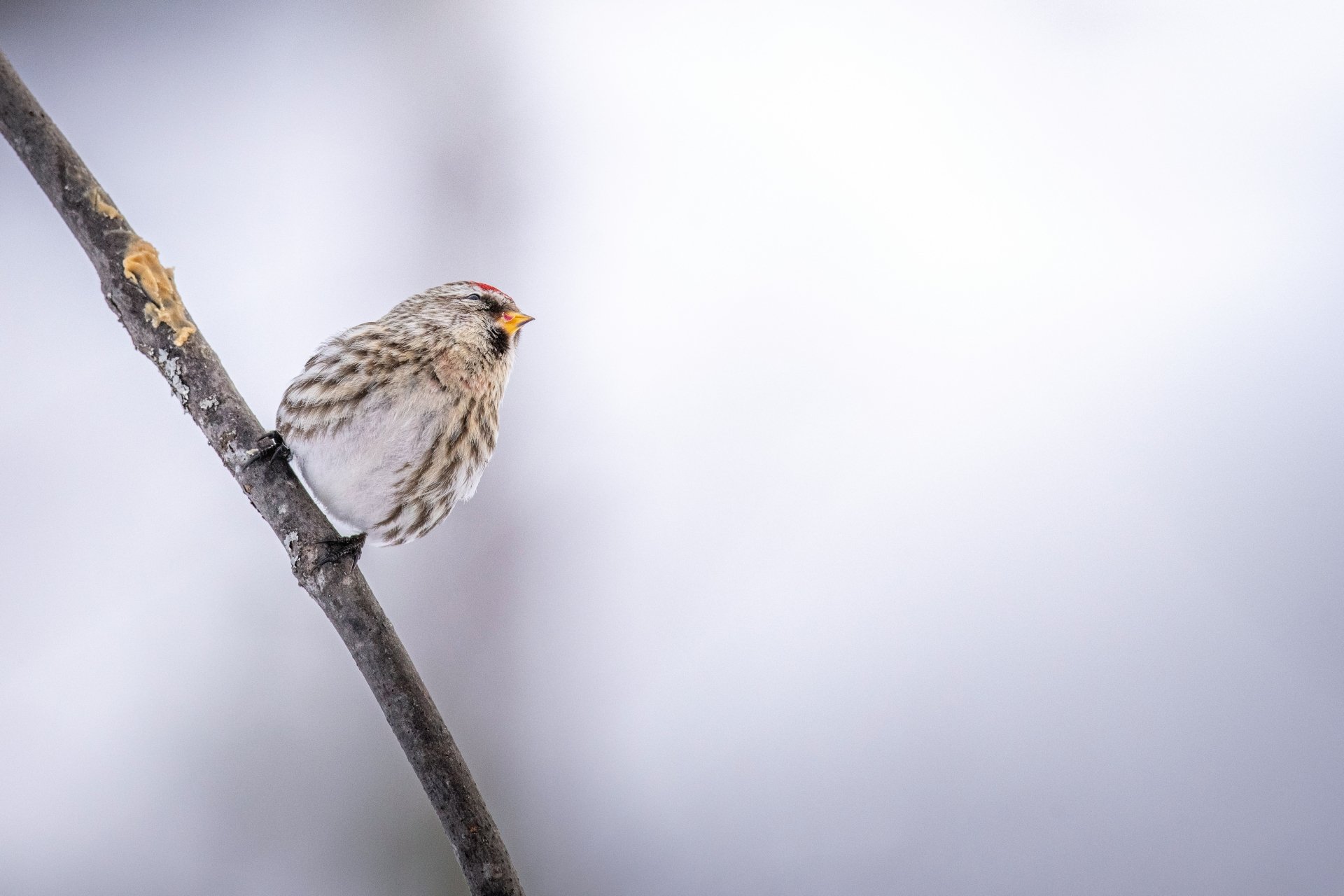 Download Common Redpoll Animal 4k Ultra HD Wallpaper by Jeremy Hynes