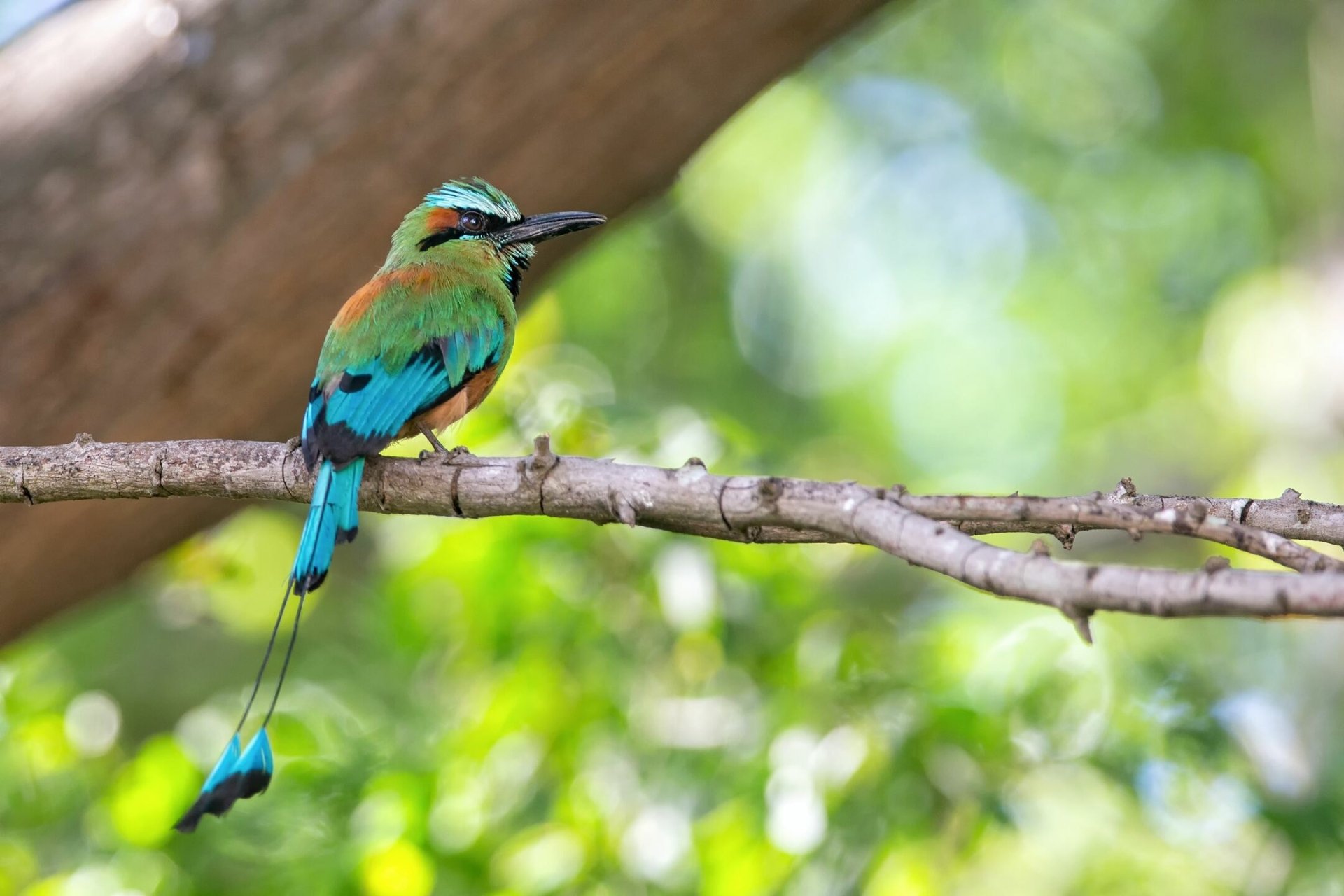 Download Turquoise-browed Motmot Animal Motmot HD Wallpaper by Roberto ...