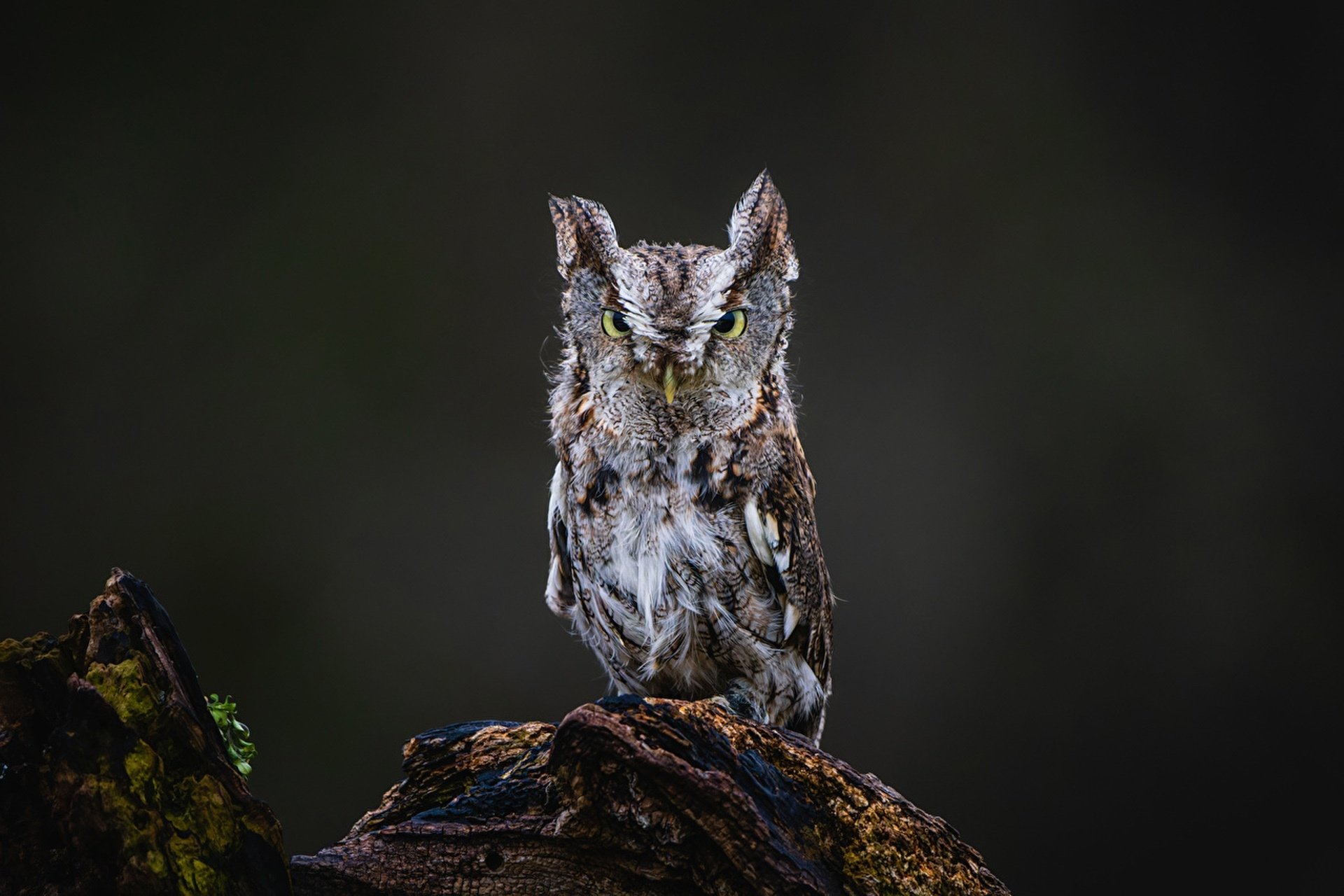 Download Animal Owl HD Wallpaper | 1920x1280 | Wallpaper Abyss