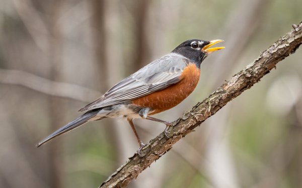 [10+] American Robin Wallpapers