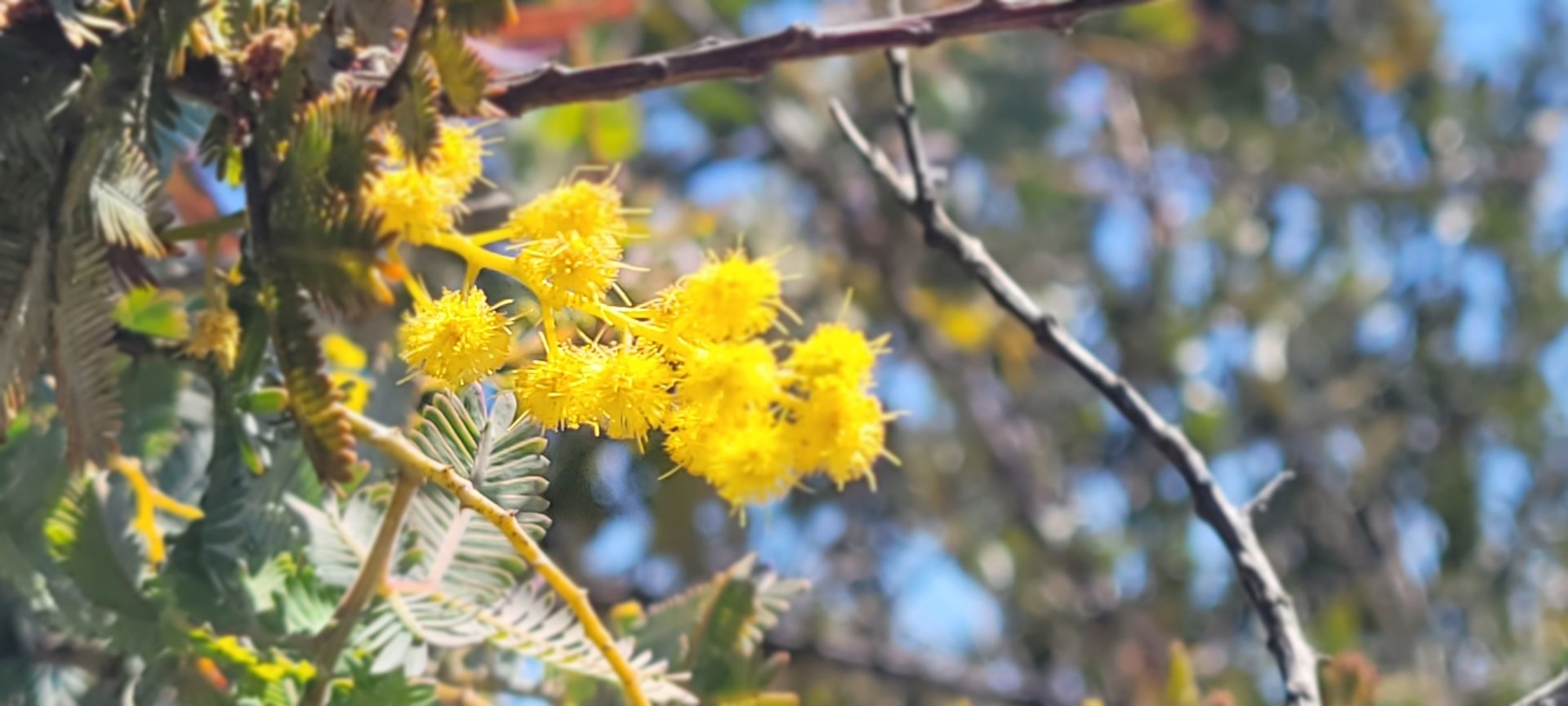 Closeup of Plants - Yellow Stalks by Dr-Pen