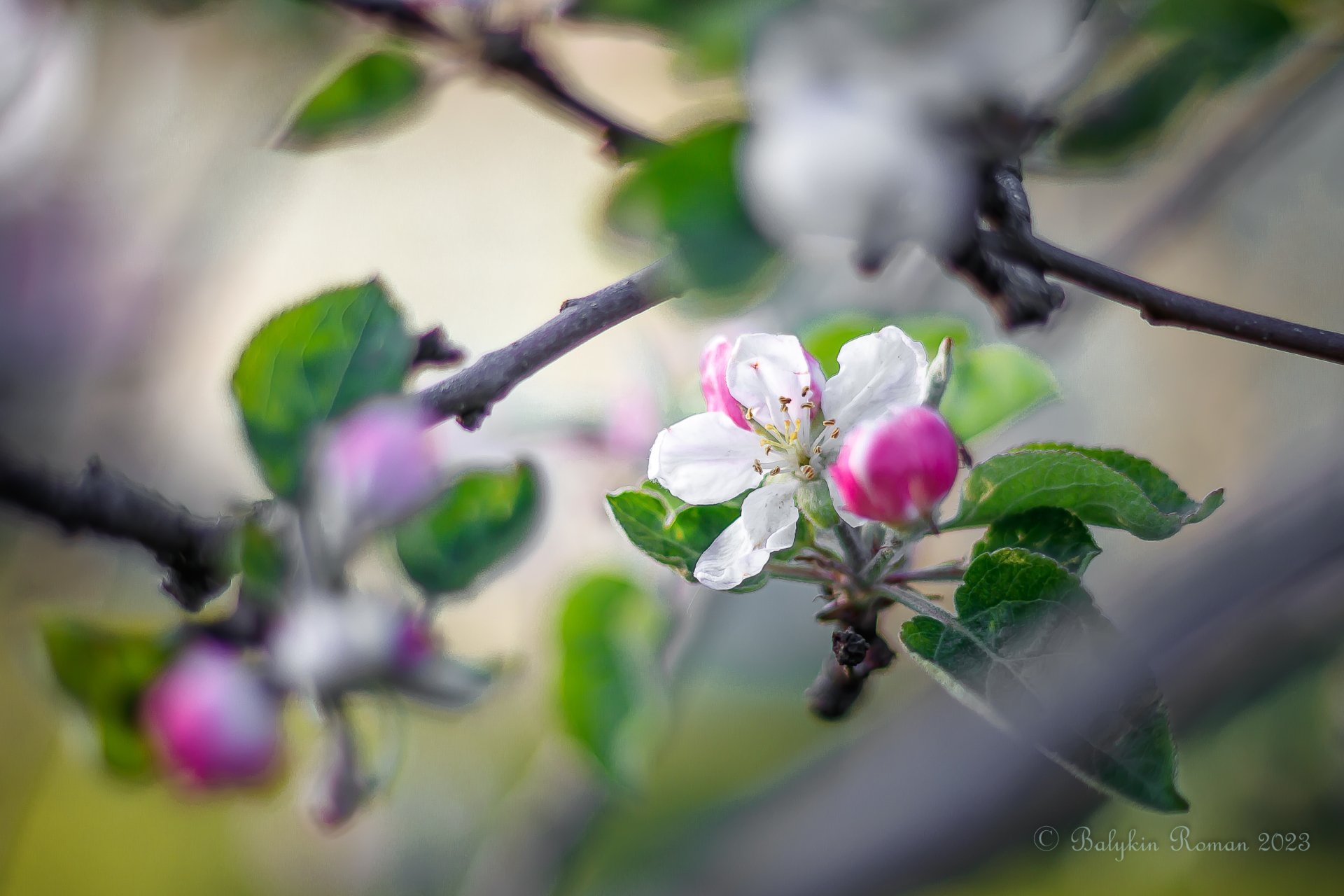 HD Nature Bloom: Vibrant Flower in Focus by Vergilius