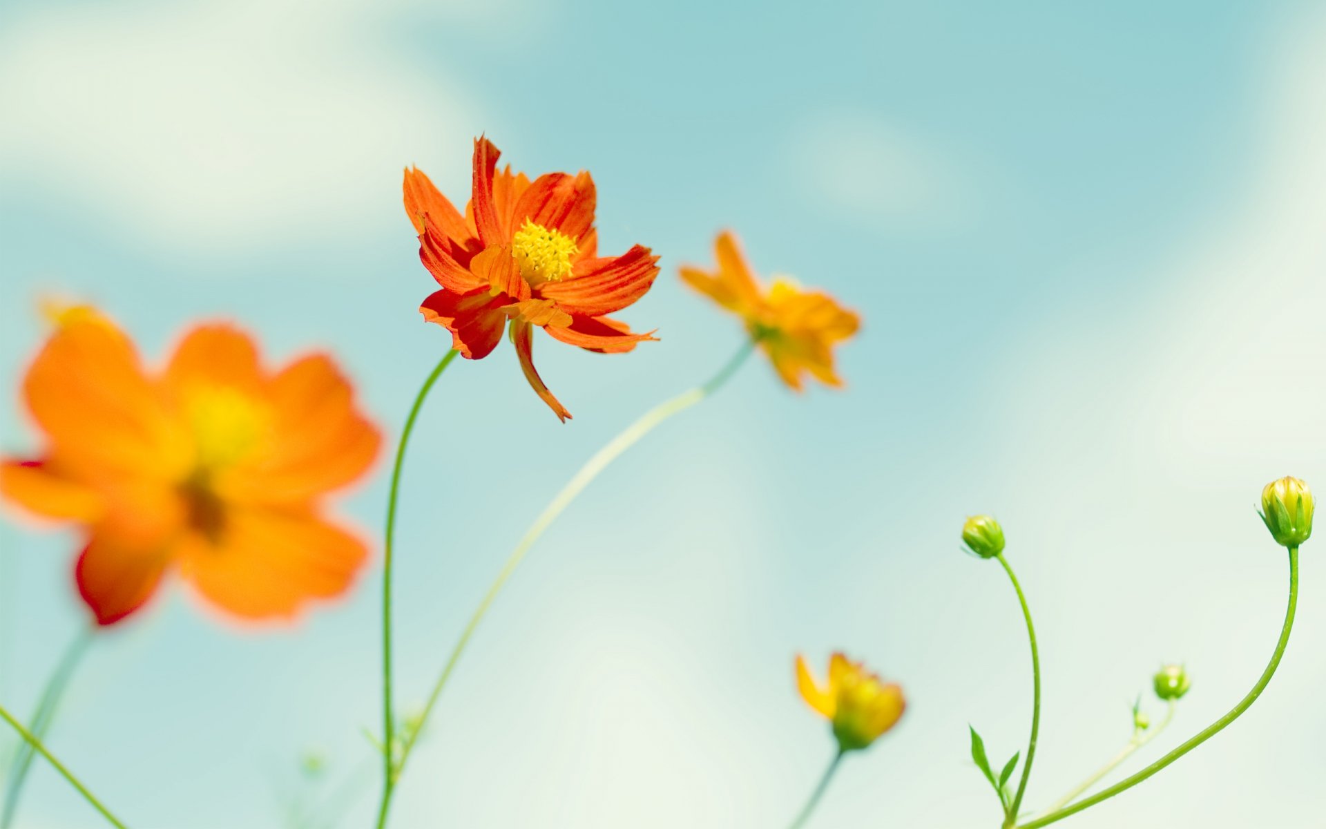 Download Nature Flower HD Wallpaper | 2560x1600 | Wallpaper Abyss