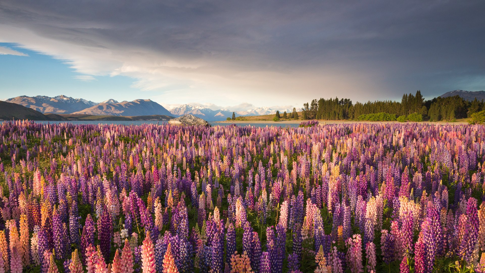 Majestic Lupine Fields in 4K Ultra HD Nature Splendor by Jeffrey Lewis