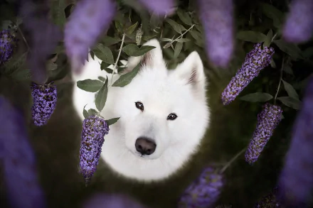 Samoyed - Desktop Wallpapers, Phone Wallpaper, PFP, Gifs, and More!