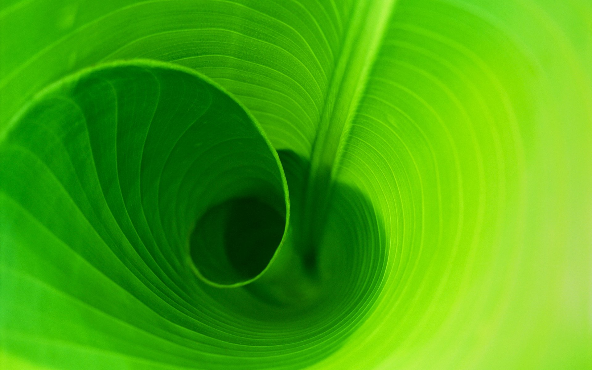 Vibrant Green Nature: A Stunning HD Wallpaper Close-Up | 2560x1600 ...