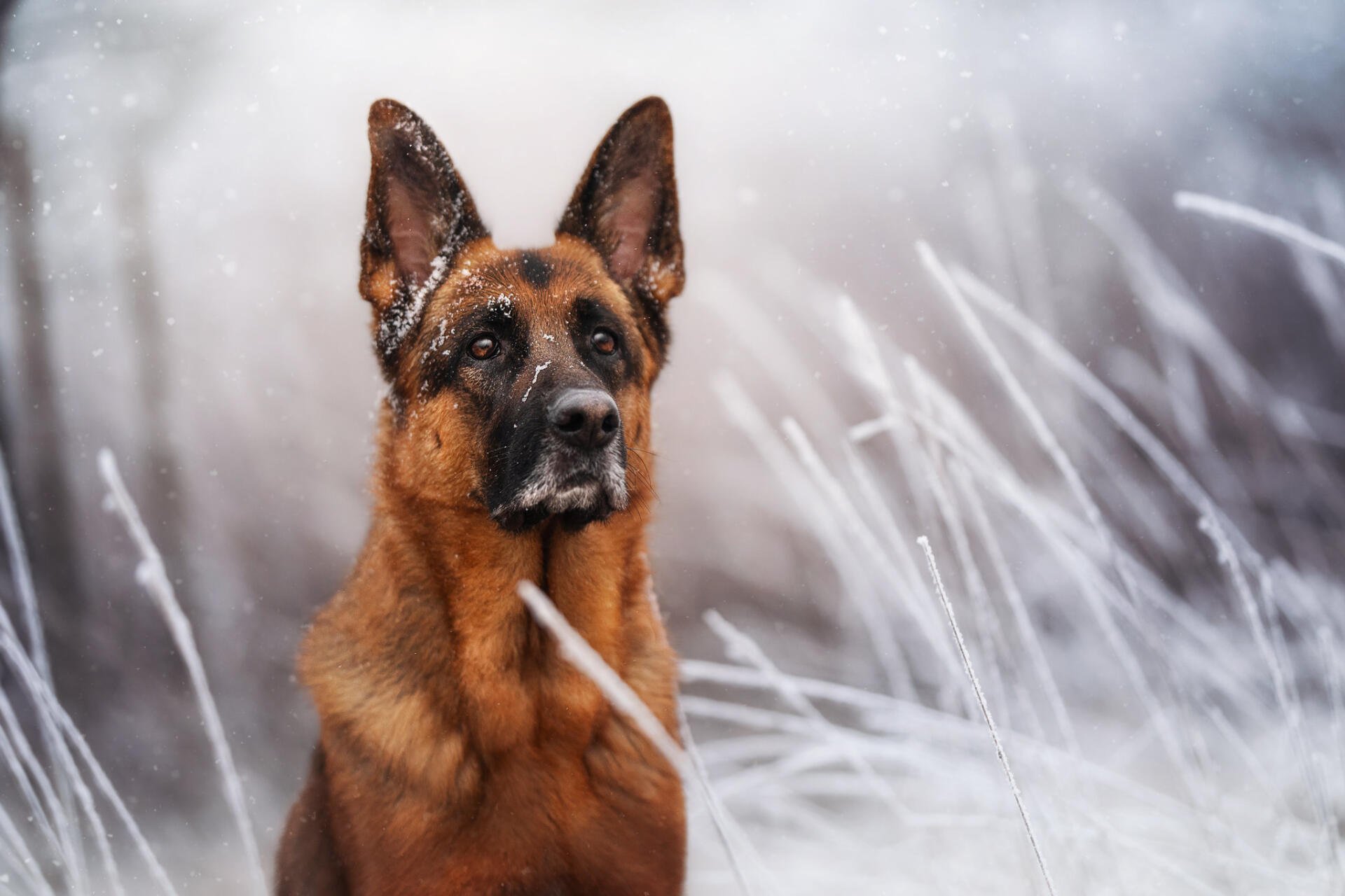 Download Animal Dog HD Wallpaper