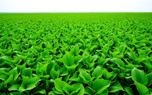 [10+] Agriculture 4k Wallpapers