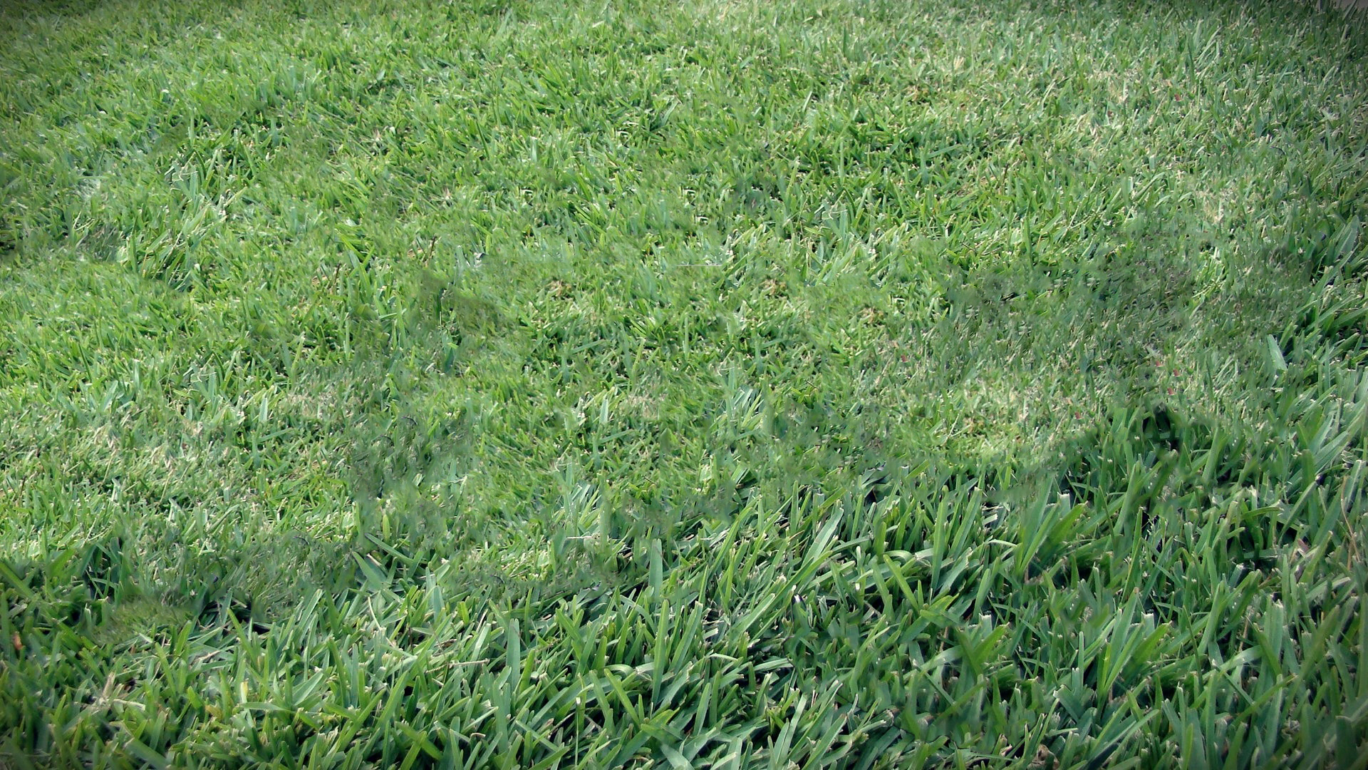 Grass by B.C.Ghost