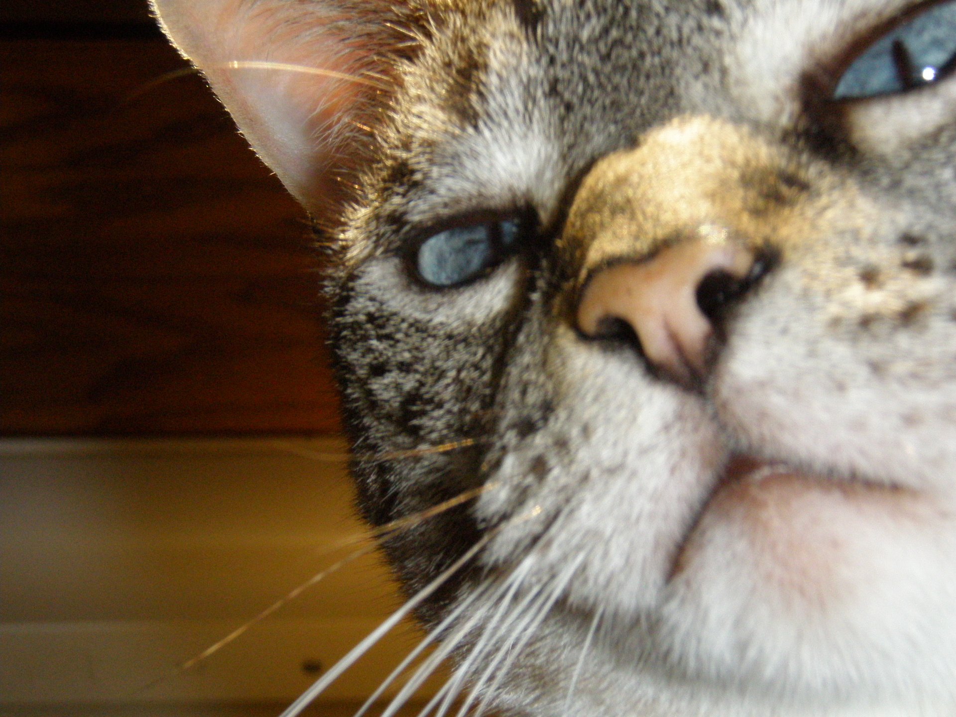 Intimidating Glare by DumbBlonde