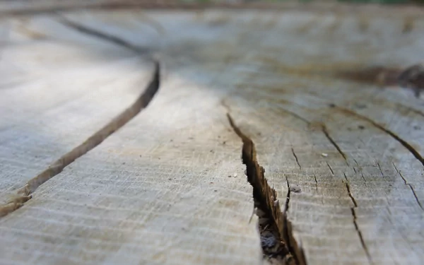 [70+] Wood 4k Wallpapers