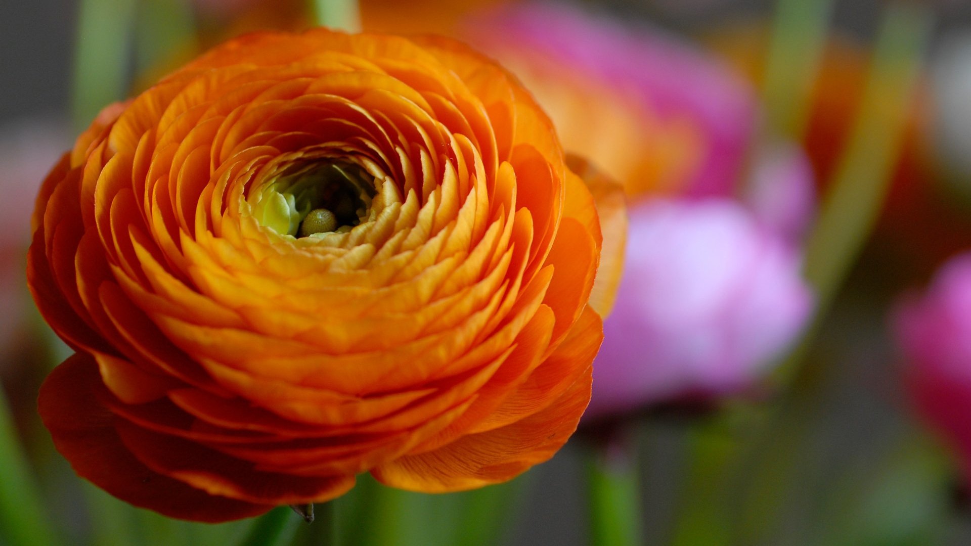 Download Nature Flower HD Wallpaper