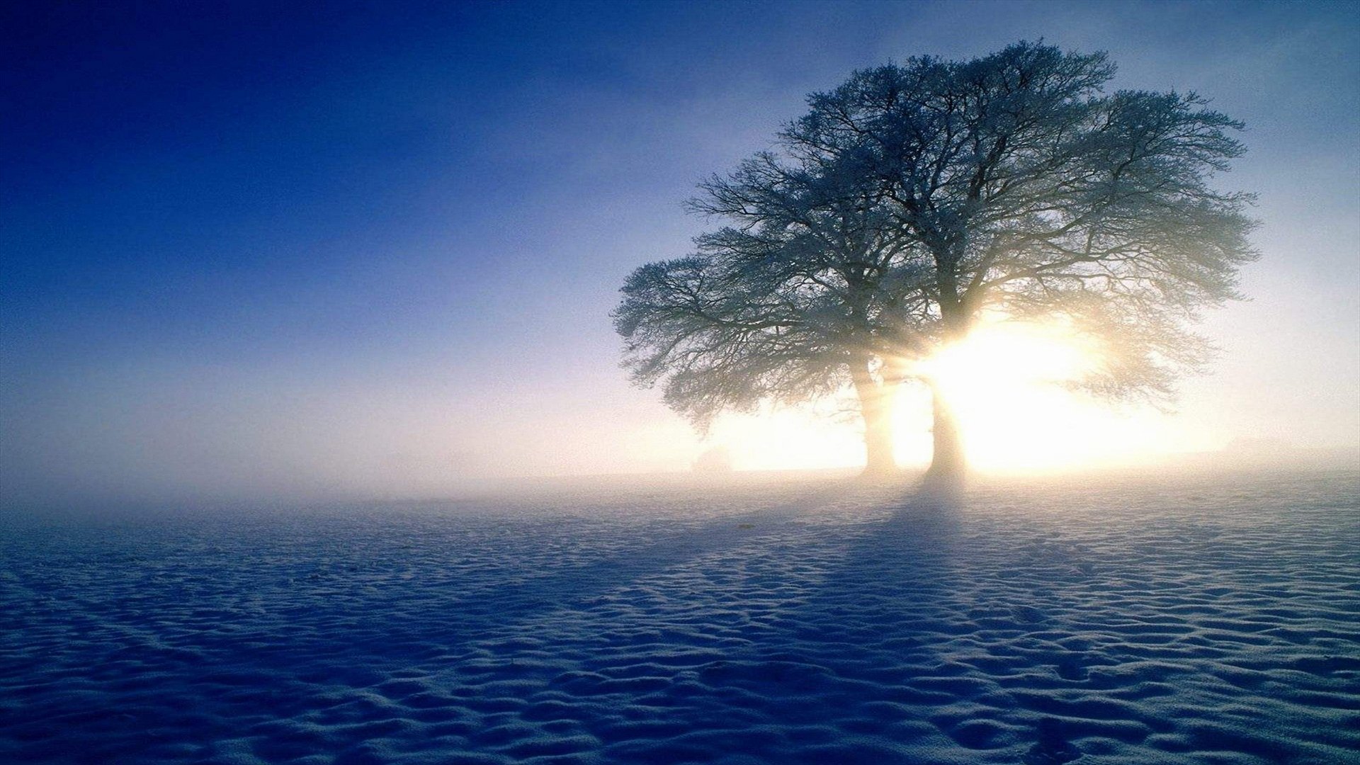 Winter Solitude 4K Ultra HD Wallpaper