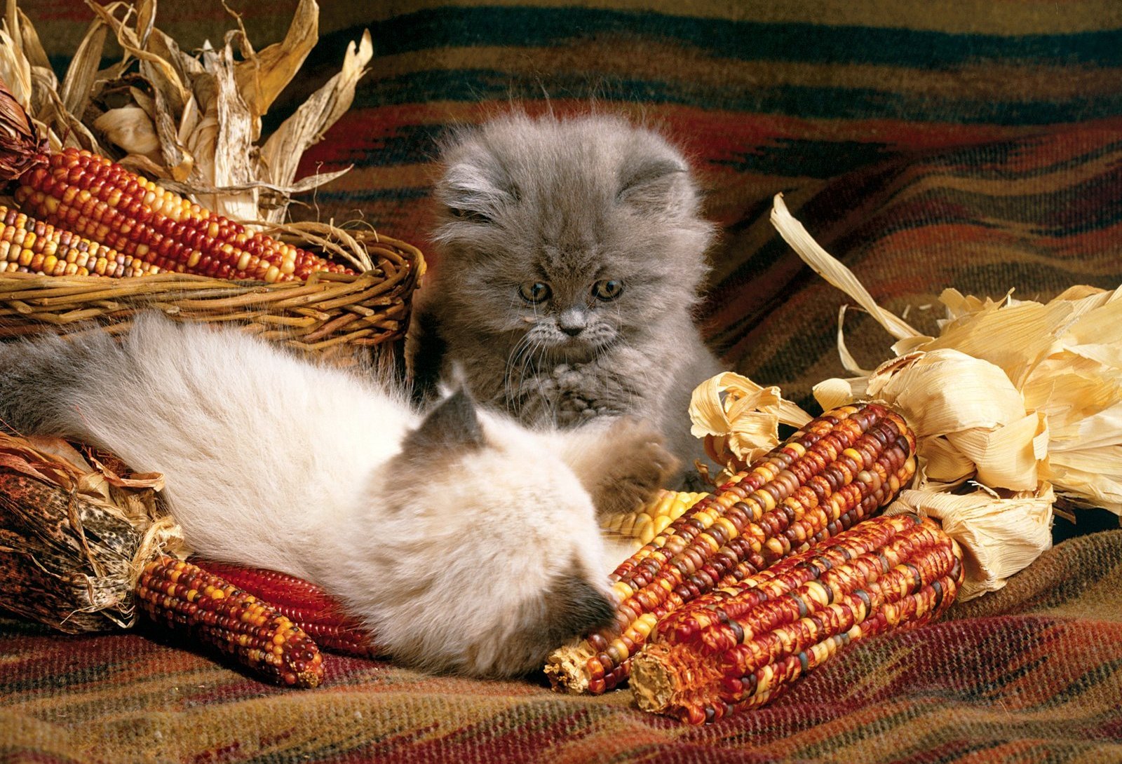 Adorable Cats Among Autumn Corn - HD Cute Animal Wallpaper