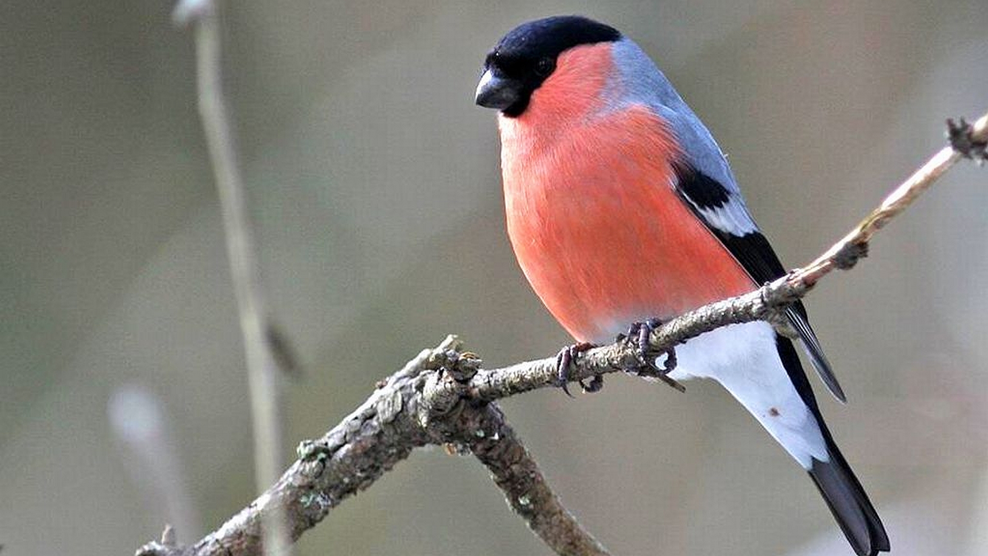 Download Animal Bird HD Wallpaper