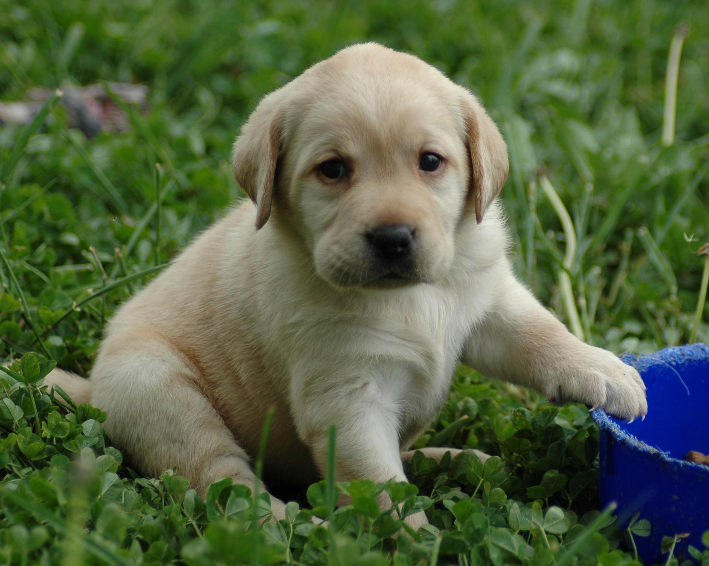 Download Retriever Labrador Dog Animal Labrador Retriever HD Wallpaper Download Retriever Labrador Dog Animal Labrador Retriever HD Wallpaper