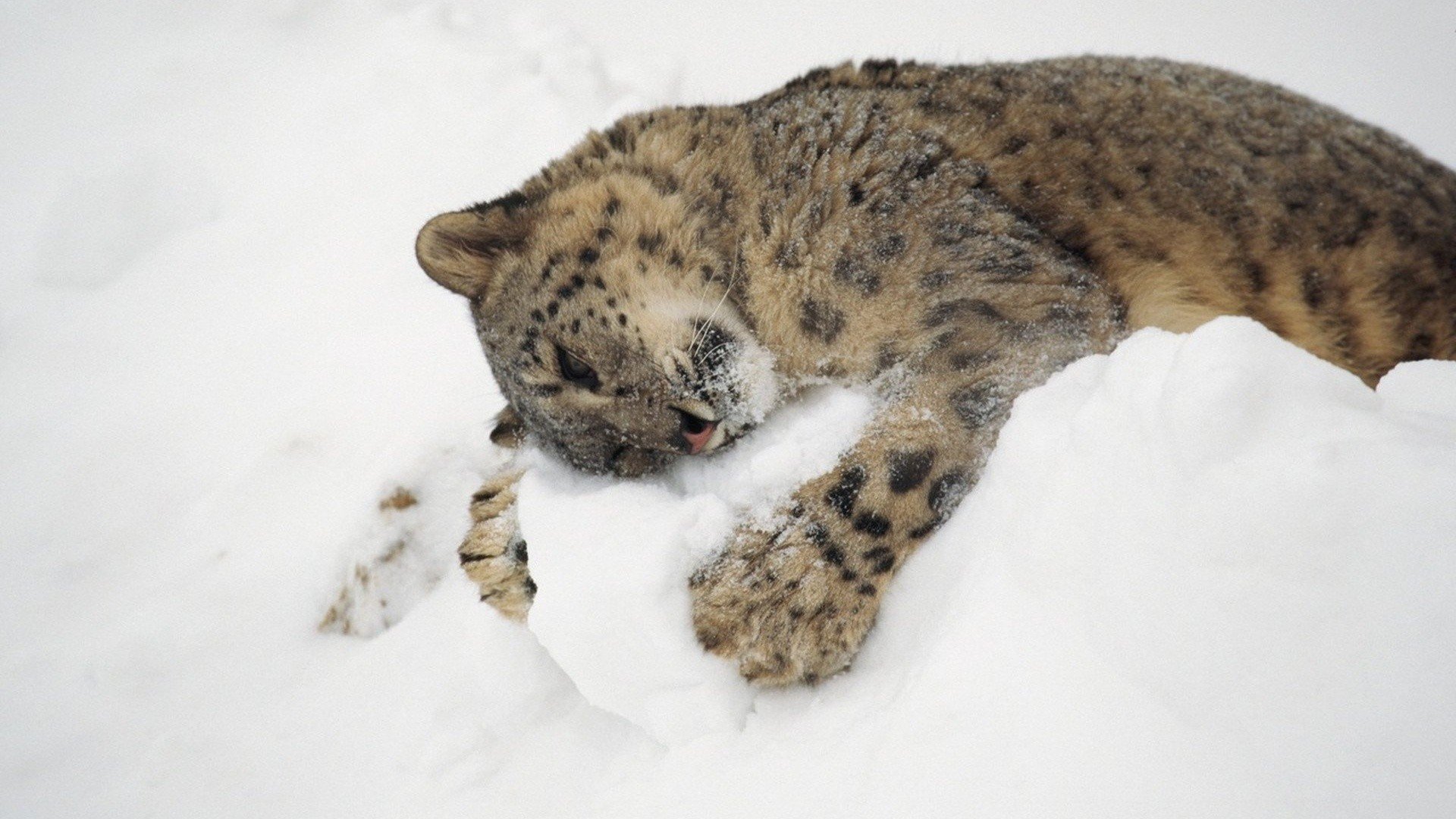 Majestic Snow Leopard in HD Blissful Winter Wonderland