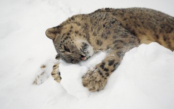 Snow Leopard Pfp
