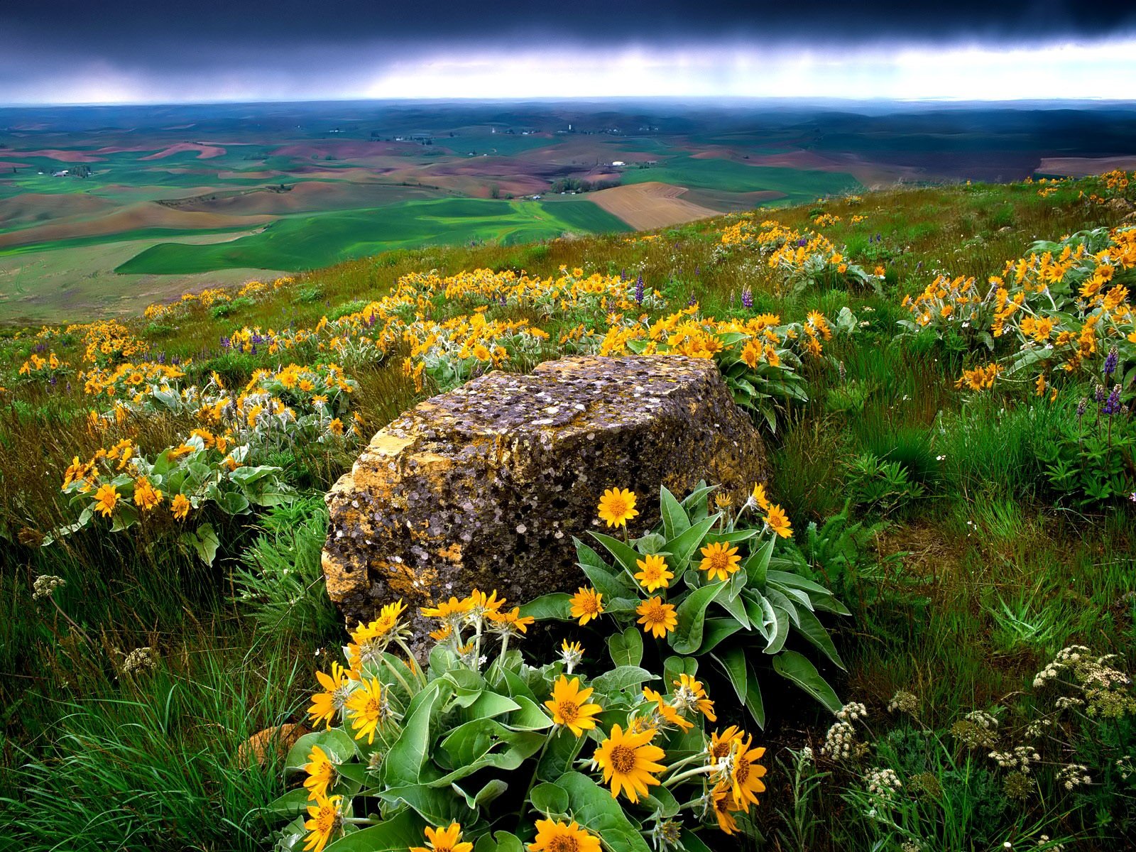 Vibrant Meadow Blossoms: HD Nature Landscape Wallpaper | 1600x1200 ...