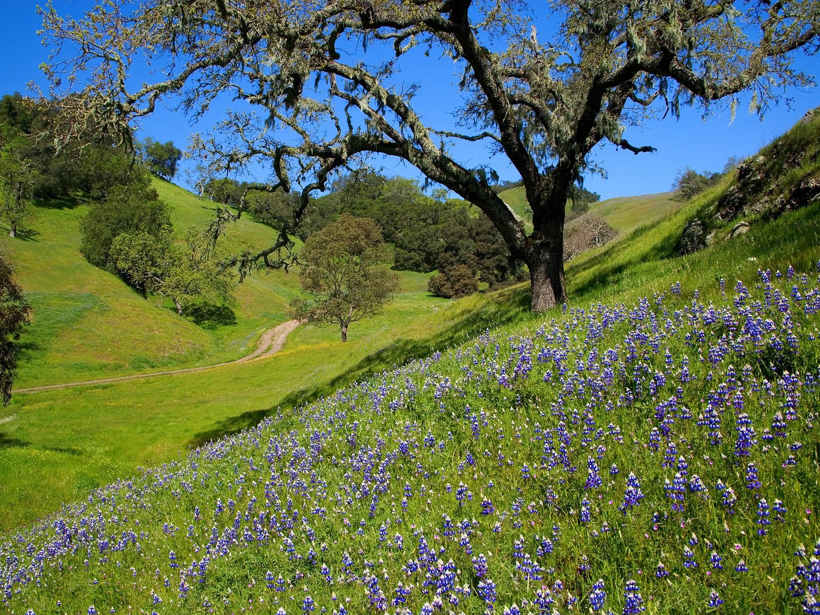 Download Nature Field Wallpaper | 1600x1200 | Wallpaper Abyss