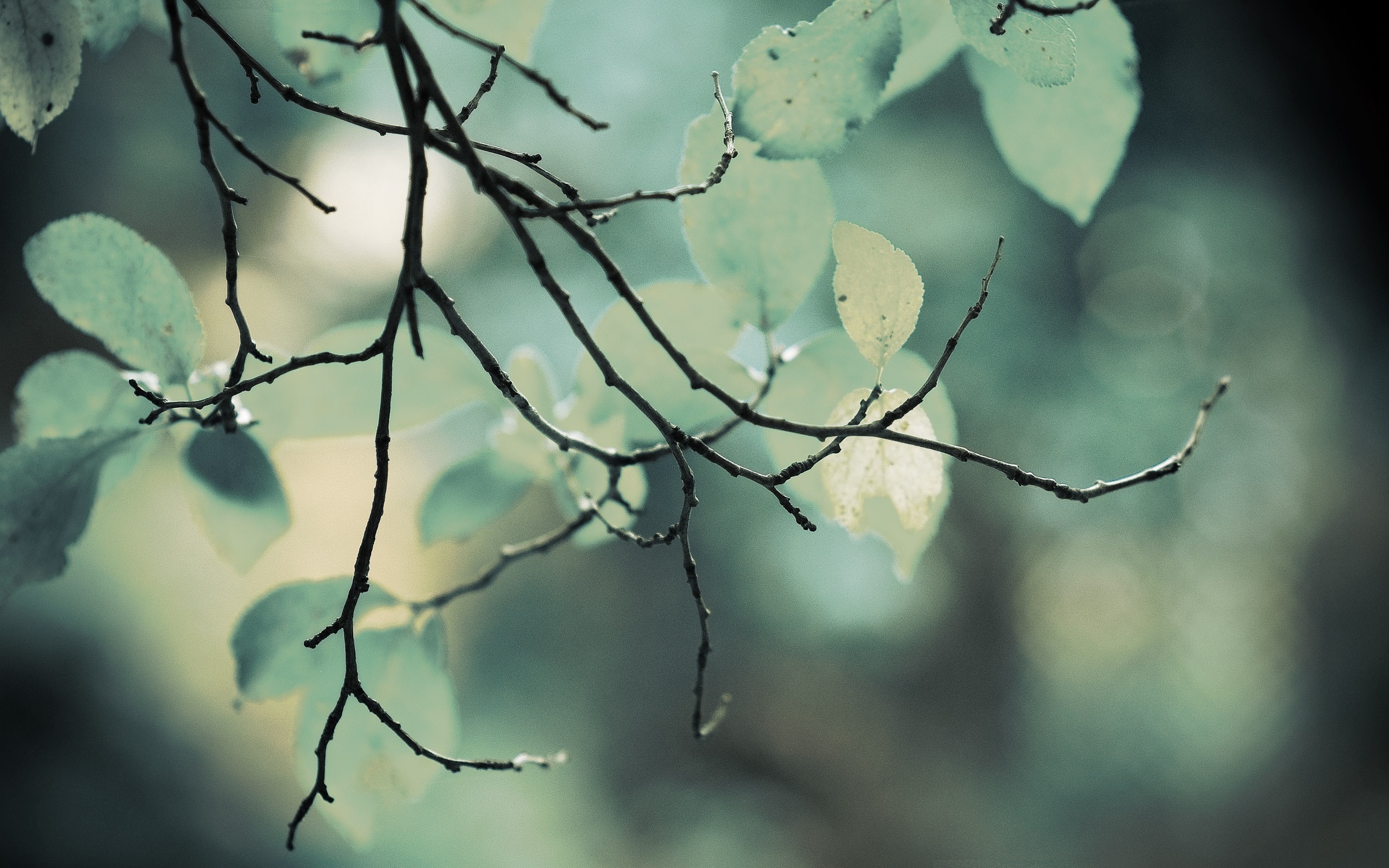 Download Tree Nature Close Up HD Wallpaper