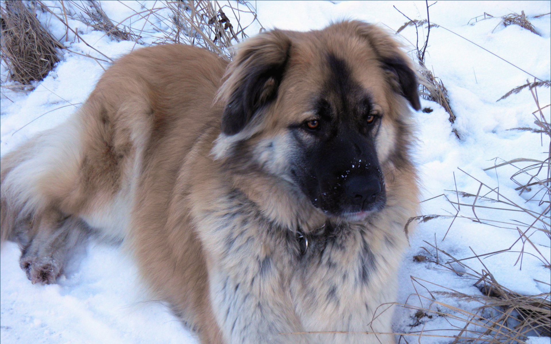 Download Animal Dog HD Wallpaper by shakala