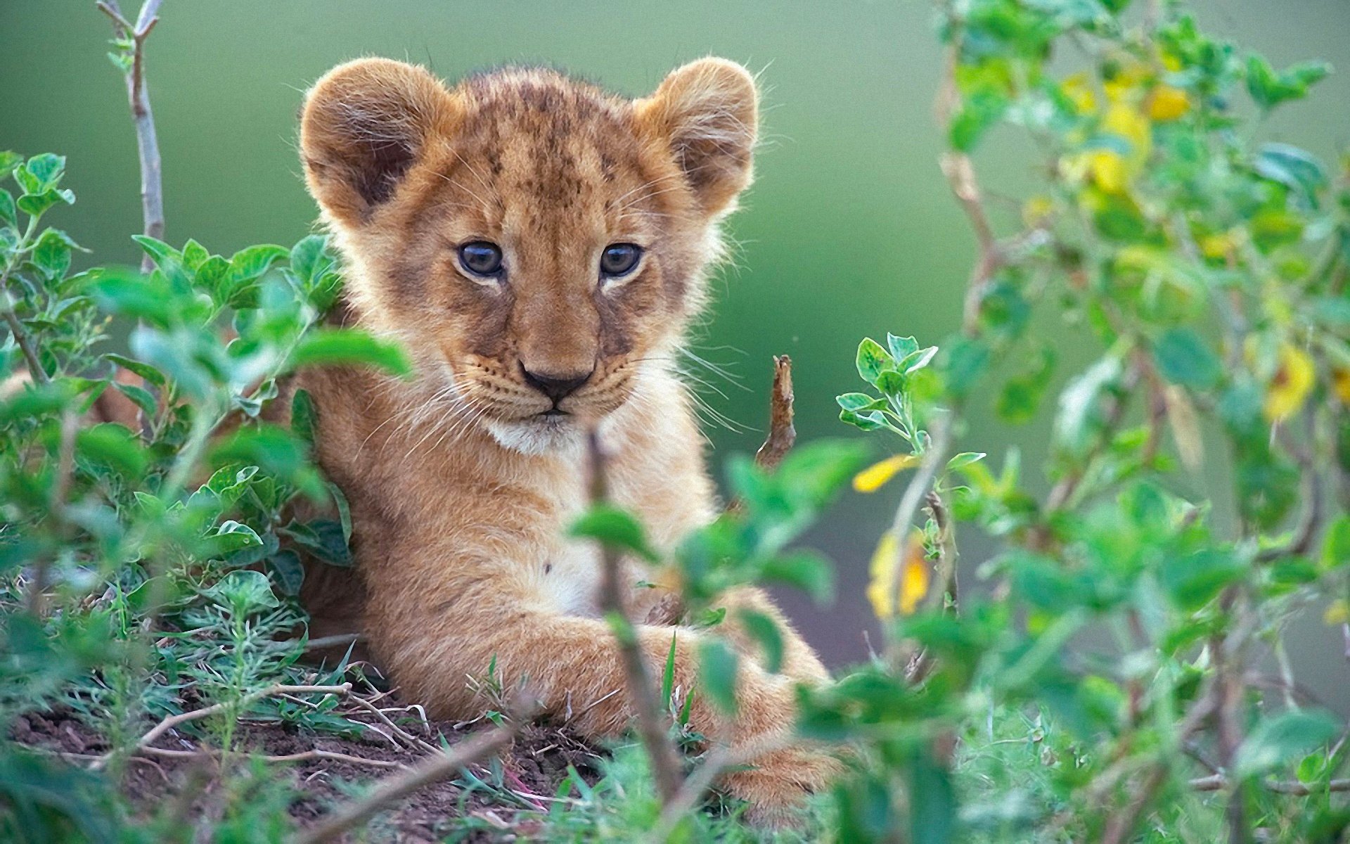 HD Wallpaper of a Majestic Lion Cub in Nature