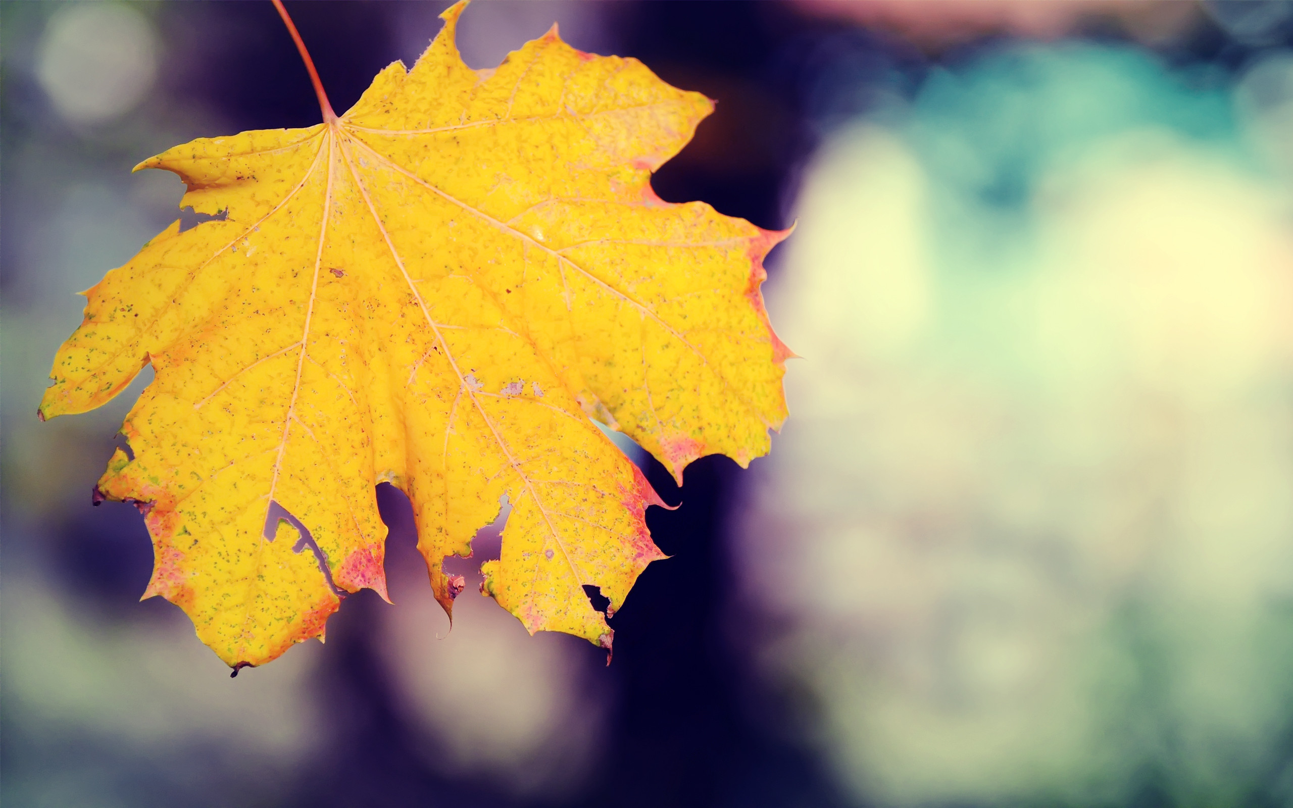 Download Nature Leaf HD Wallpaper