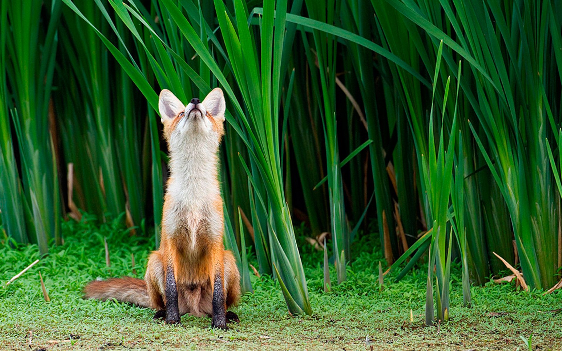 Majestic Fox in Lush Green HD Wallpaper