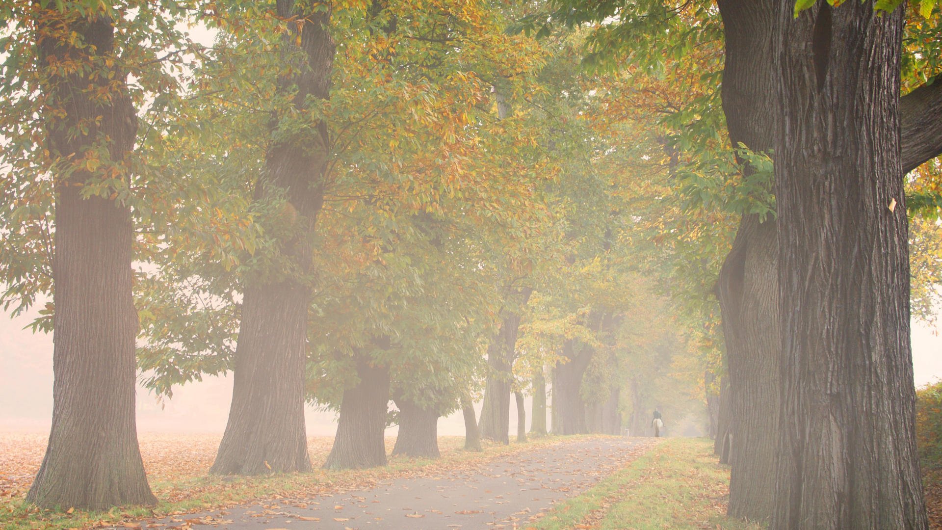 Download Nature Path HD Wallpaper | 1920x1080 | Wallpaper Abyss
