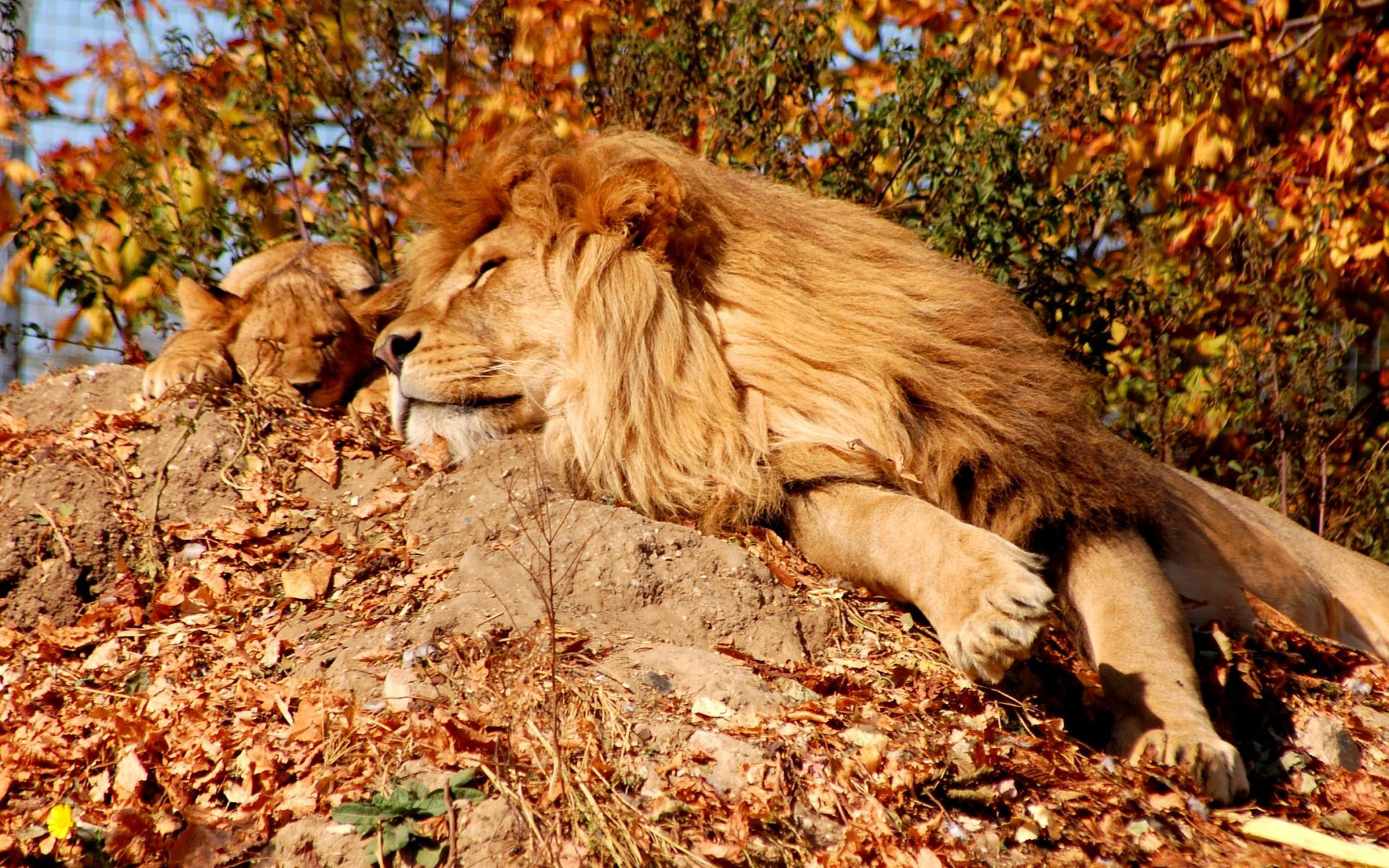 Lion HD Wallpaper