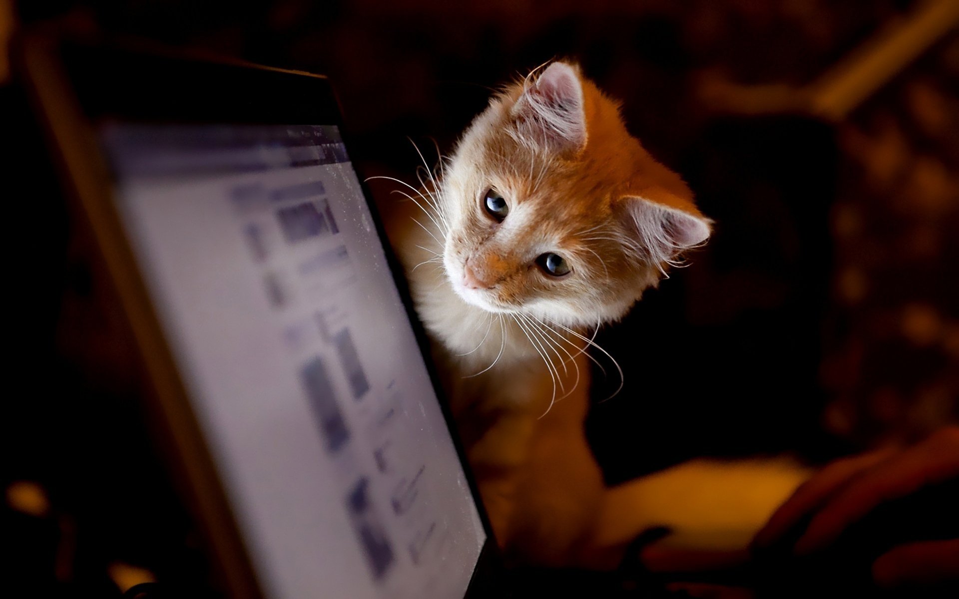 Curious Cat in Action - HD Animal Wallpaper